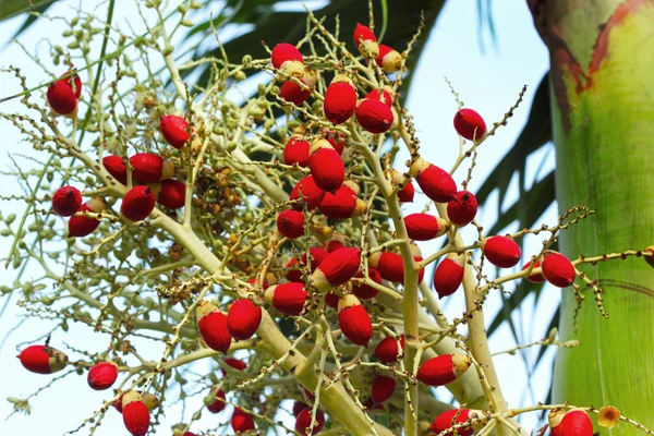 Red palm fruit Stock Photos, Royalty Free Red palm fruit Images ...