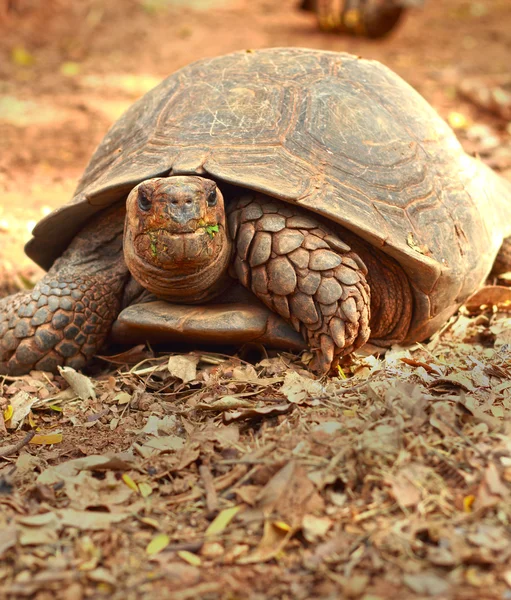 Crawling tortoise in the nature — Stock Photo © seagamess #38418113