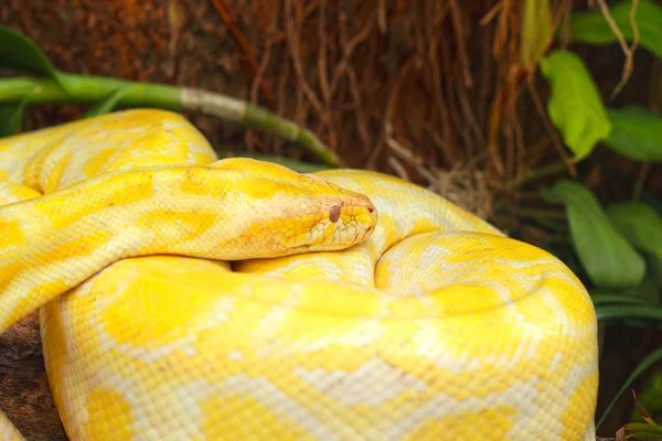 Albino snake on the nature Stock Photo by ©seagamess 38547637
