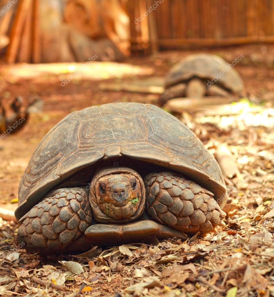 Crawling tortoise in the nature — Stock Photo © seagamess #38418113