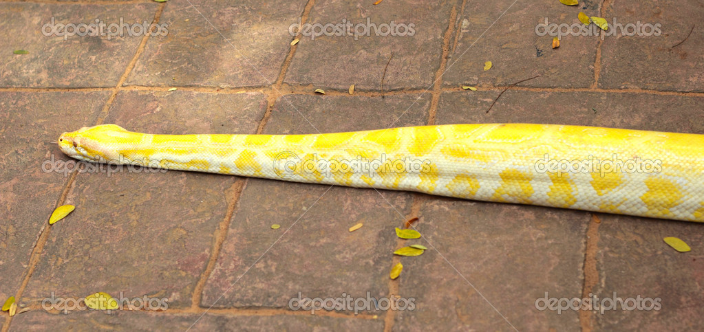 Albino snake on the nature Stock Photo by ©seagamess 38547637