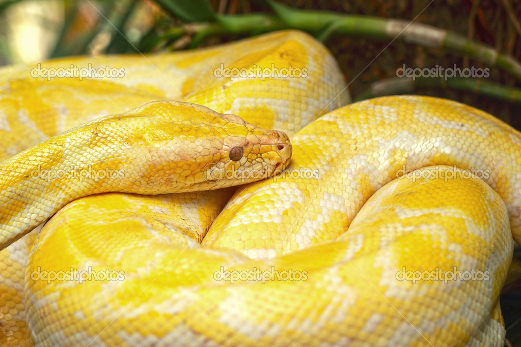 Albín had na povaze — Stock fotografie #38547649