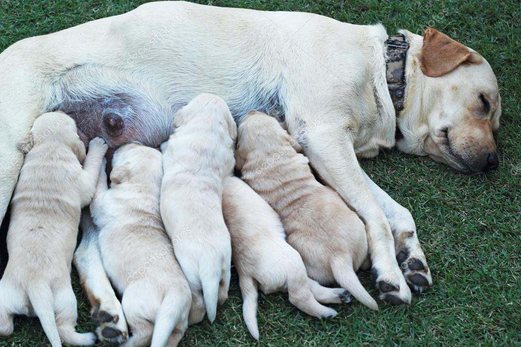 Labrador cachorros chupando leche de mama madre perro . — Foto de stock ...