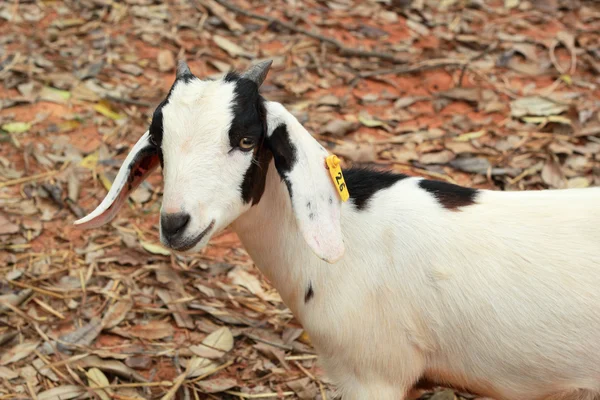Piebald nubian goat Stock Photos, Royalty Free Piebald nubian goat ...