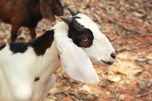 Piebald nubian goat Stock Photos, Royalty Free Piebald nubian goat ...