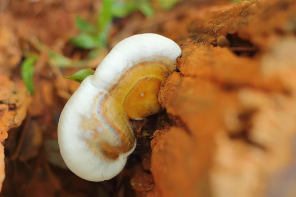 Ganoderma lucidum Stock Photos, Royalty Free Ganoderma lucidum Images ...