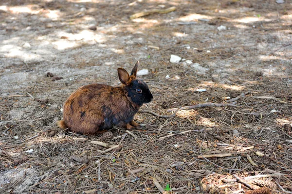 Okunoshima Stock Photos, Royalty Free Okunoshima Images | Depositphotos