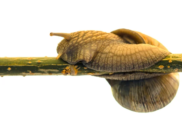 Sleeping slug Stock Photos, Royalty Free Sleeping slug Images ...