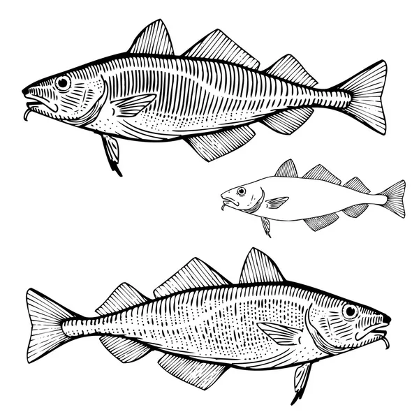138 Atlantic cod Vector Images | Depositphotos