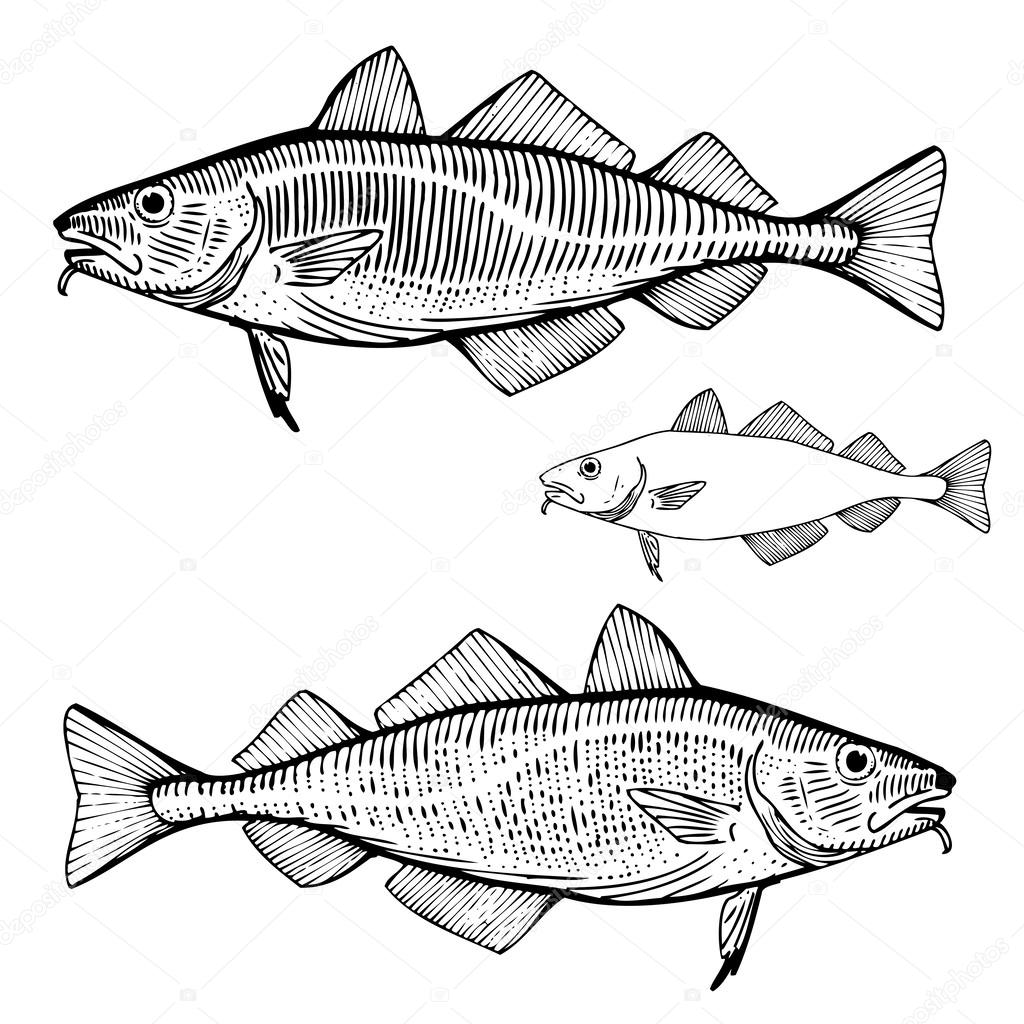 Atlantic Cod Drawing