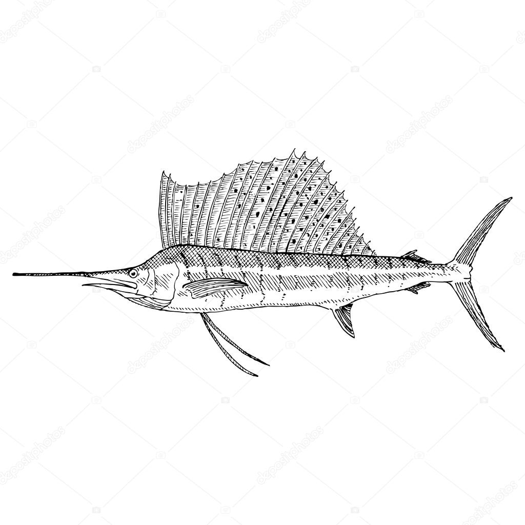 Sailfish Outline