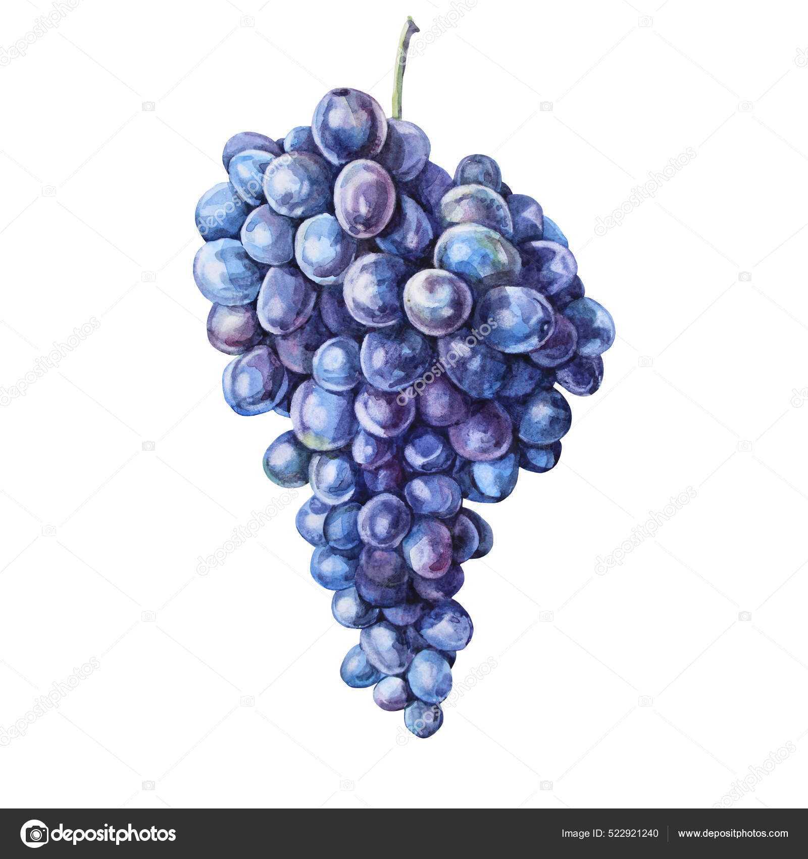 Watercolor hand drawn purple and blue grape isolated on white ...