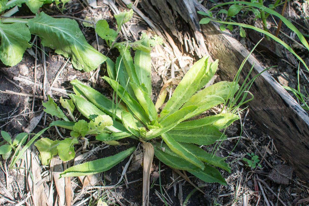 Culantro, cilantro largo, cilantro de diente de sierra o rama de ...