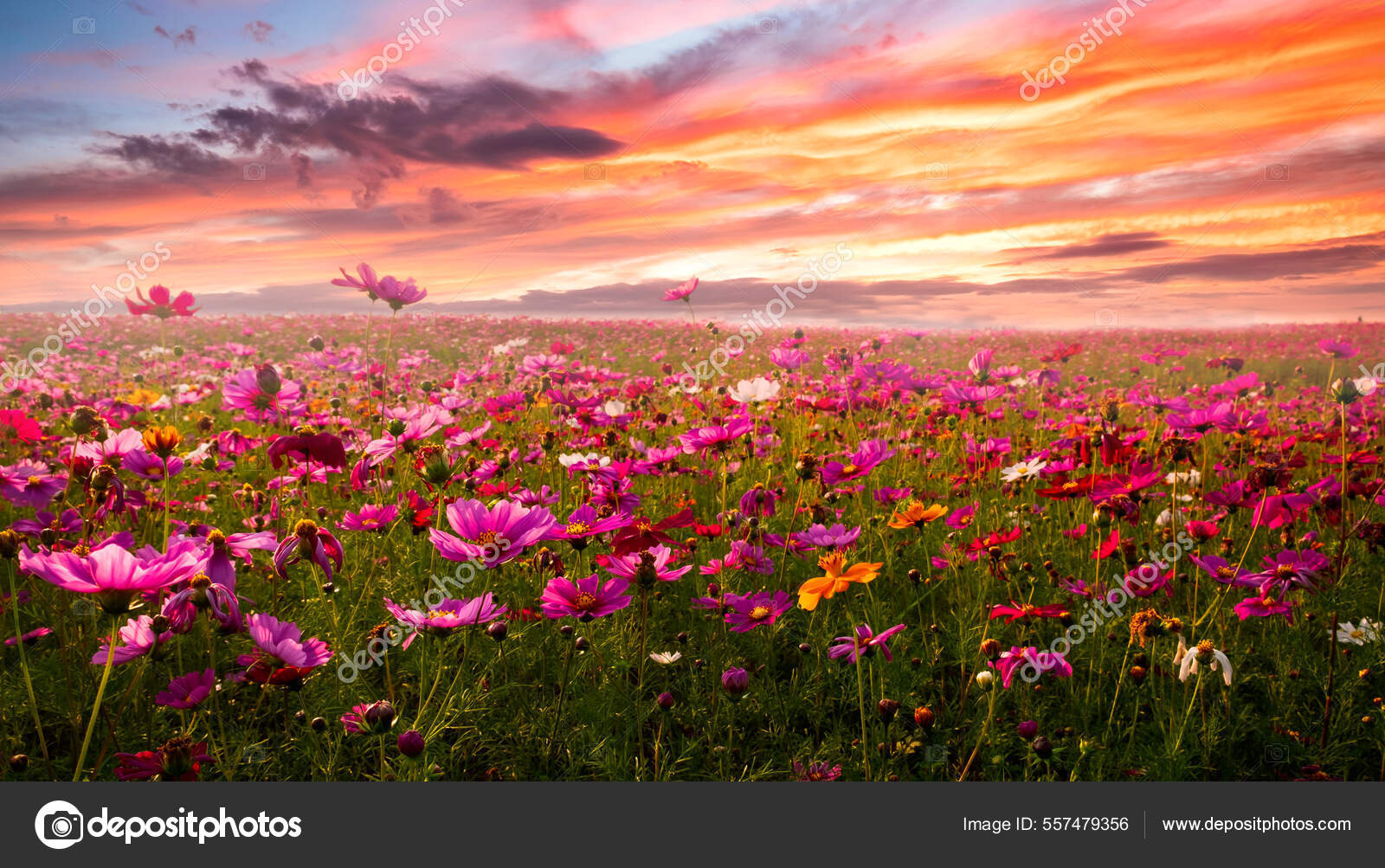 Amazing Beautiful Cosmos Flower Field Landscape Sunset Nature Wallpaper Background — Stock Photo ...