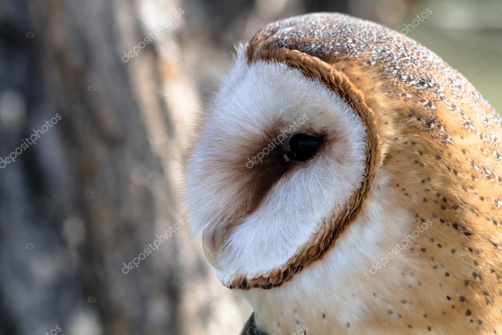 Barn Owl Eyes Close Up