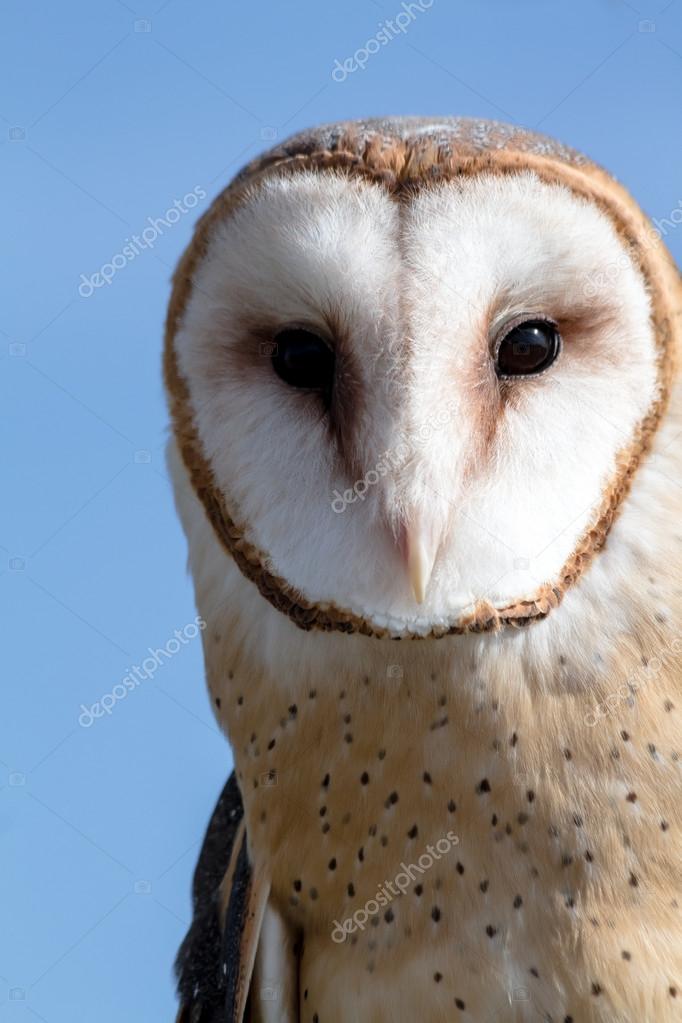 Barn Owl Stock Photo by ©TeriVirbickis 33717869