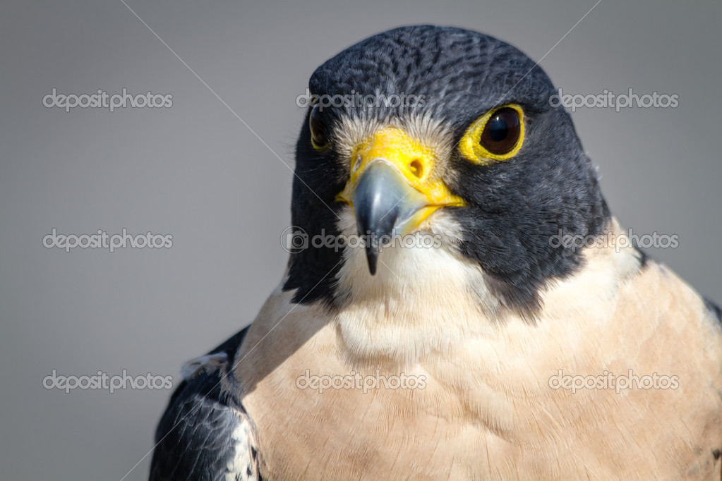 Peregrine Falcon Head