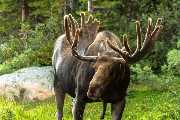 Moose - Stock Image - Everypixel