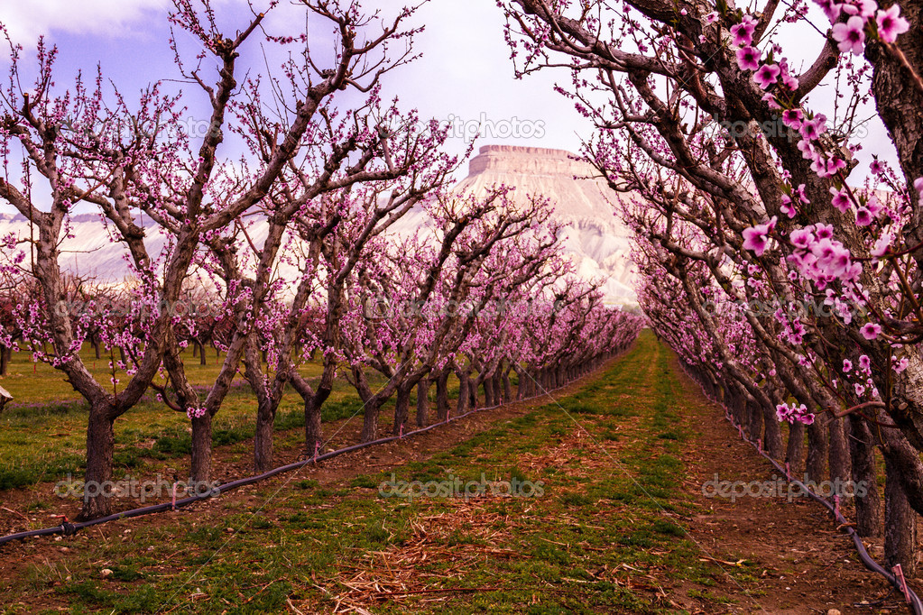 Peach Orchard In Bloom