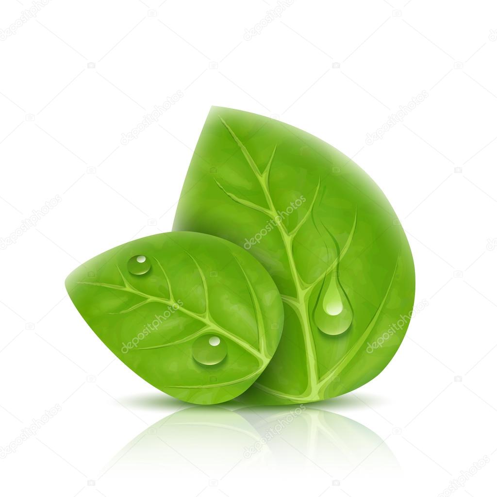 Two leaves Stock Vector Image by ©art_co #33754733