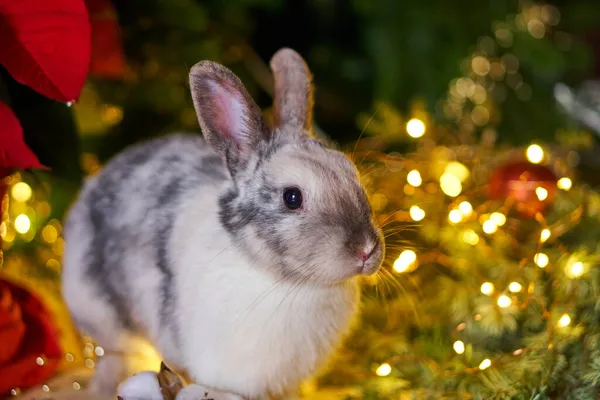A christmas rabbit Stock Photos, Royalty Free A christmas rabbit Images ...