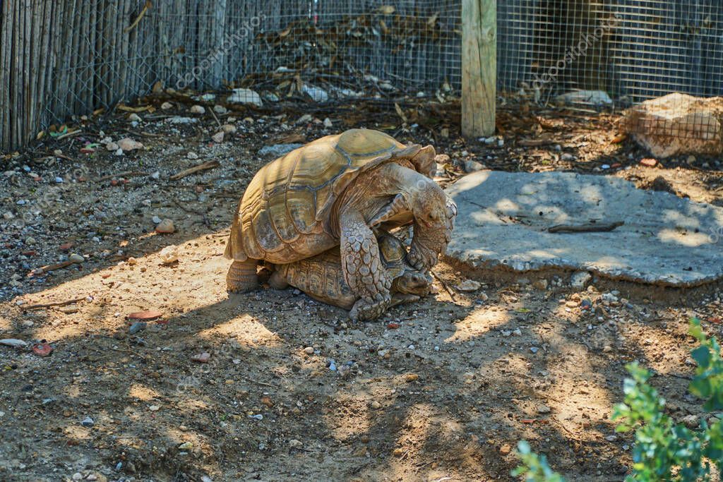 Dos tortugas se reproducen en el zoológico. Esta foto, la madera está ...