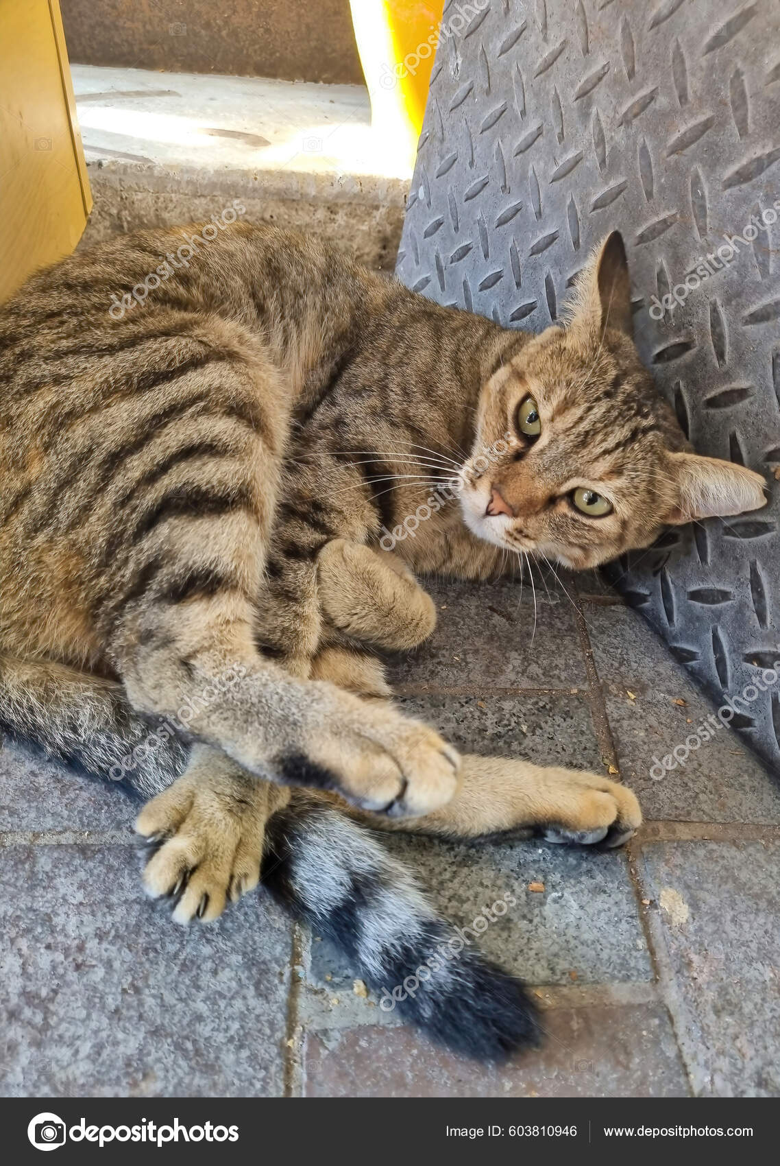 Kitty Cat Looking Relaxing Stretching Cleaning Says Hello New Visitors ...