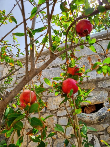 Mooie appelboom Stock Photos, Royalty Free Mooie appelboom Images ...