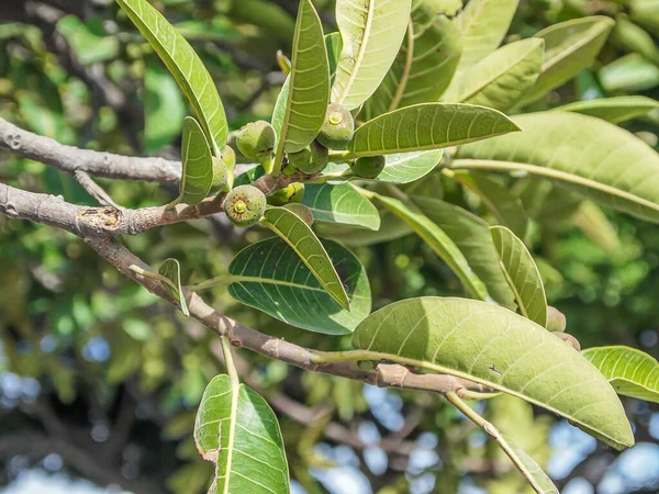Close-up of a guava branch with green leaves and fruits starting to grow and ripen against a ...