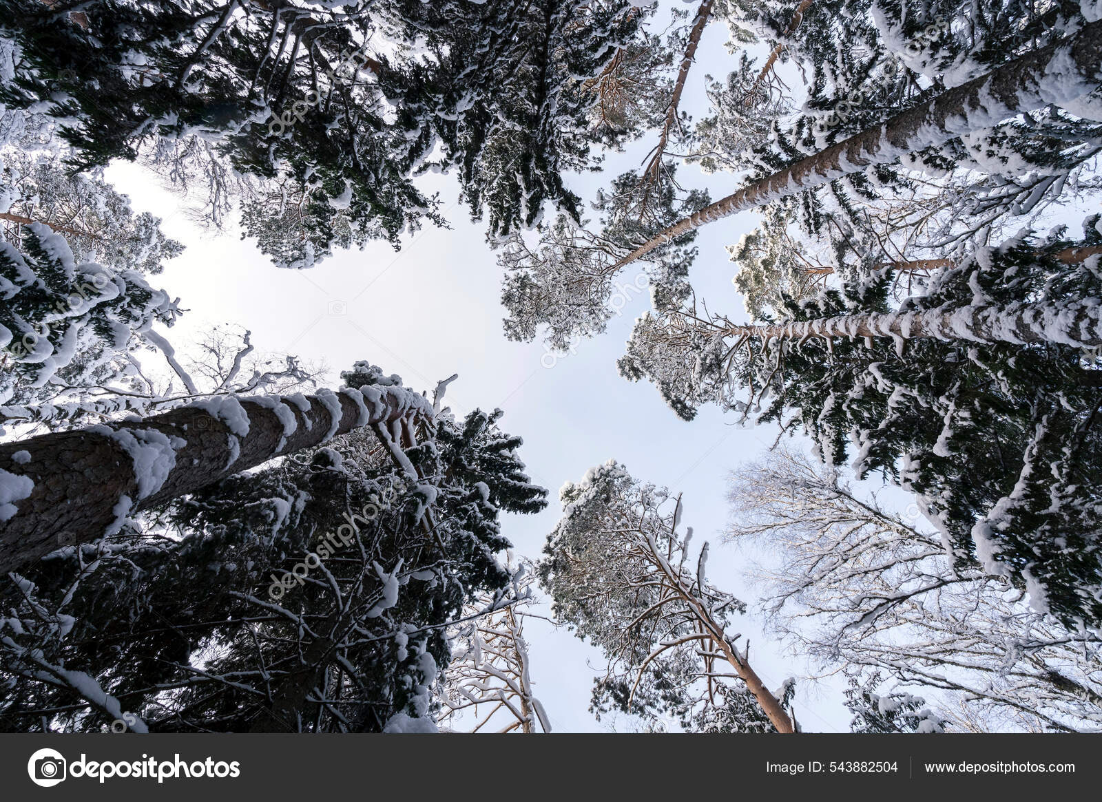 Bottom Top View Trough Forest Trees Blue Sky Background — Stock Photo ...