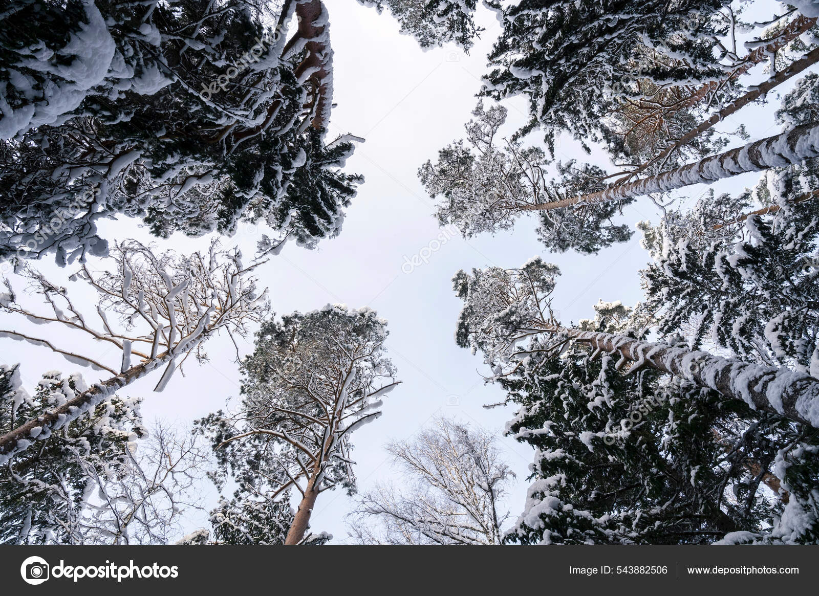 Bottom Top View Trough Forest Trees Blue Sky Background — Stock Photo ...