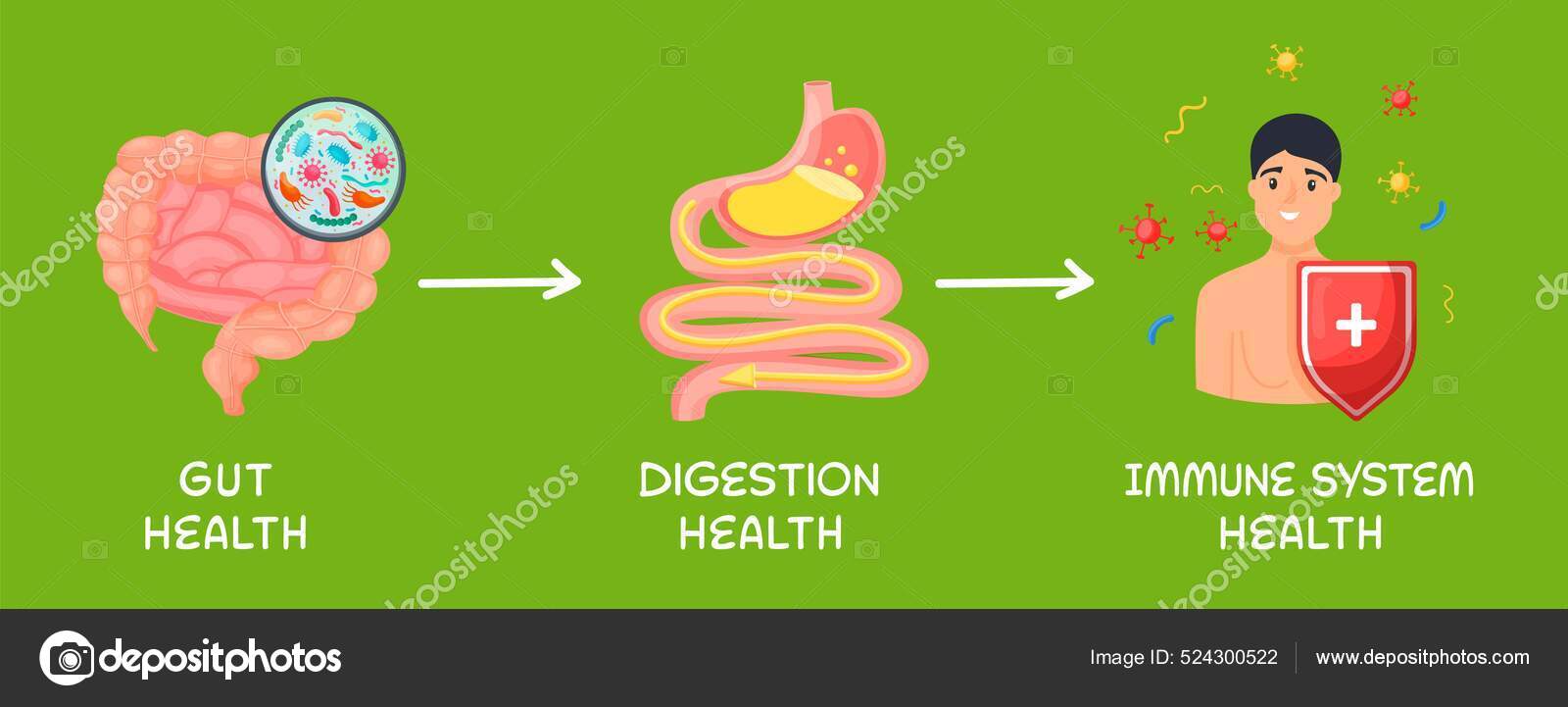 Gut - digestion - immune system health landscape poster. Stock Vector ...