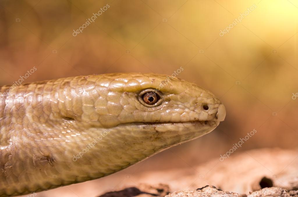 Snake closeup lying on the sand under the scorching sun — Stock Photo ...