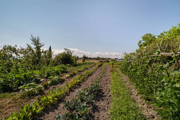 Mediterranean Farming