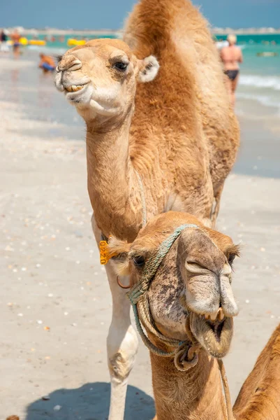 Two camels Stock Photos, Royalty Free Two camels Images | Depositphotos