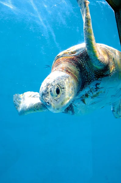 Sea turtles Stock Photos, Royalty Free Sea turtles Images | Depositphotos