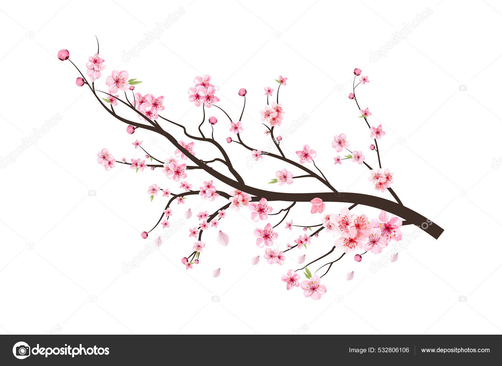 Cherry Blossom Tree Branch Clip Art Cherry Tree Illlustration Over