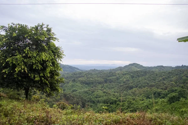 Green hilly area with a single tree and cloudy sky. Mountain landscape ...