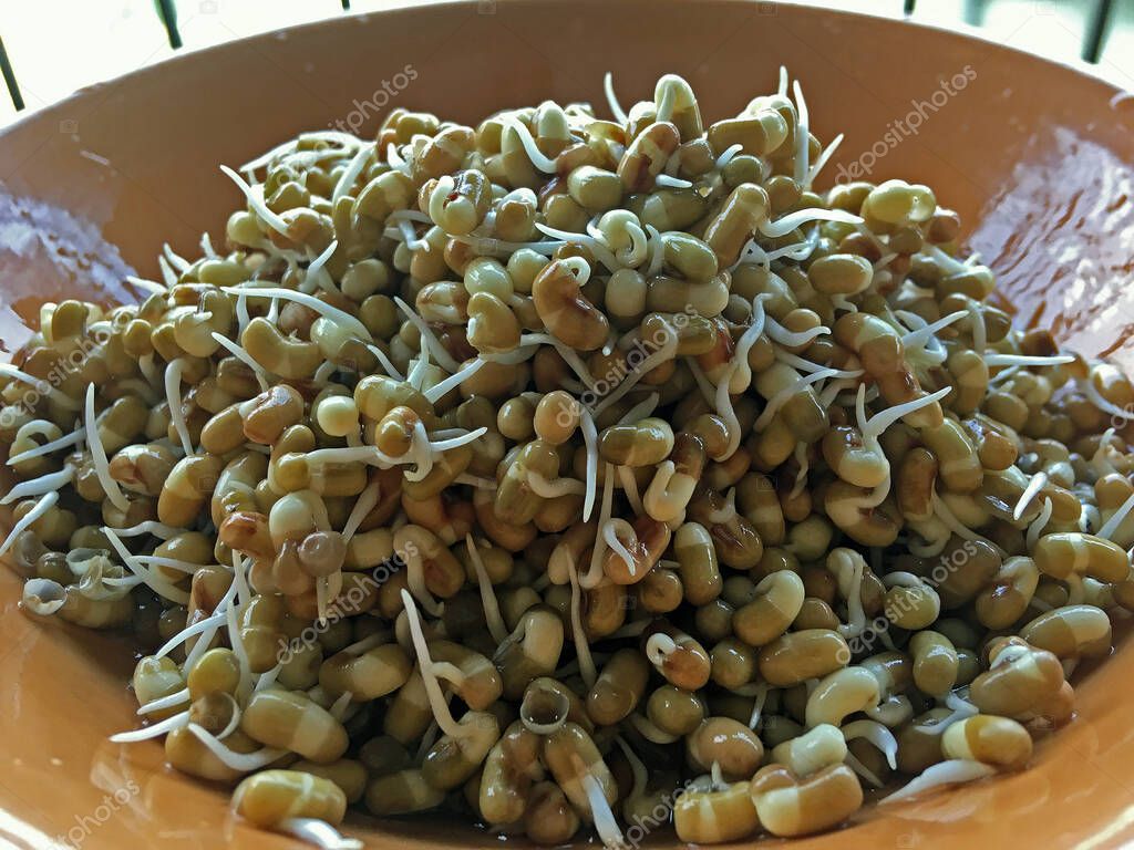 08 26 2020 brotes de frijol de cultivo llamado Matemáticas o Polilla o ...