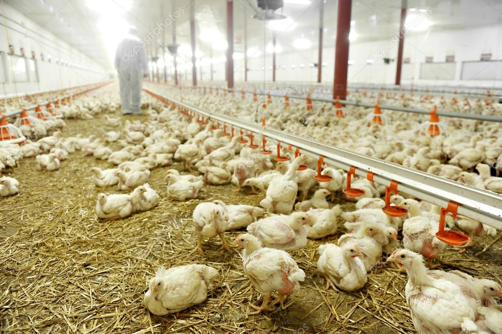Inside A Poultry Farm — Stock Photo © roibu #35593625