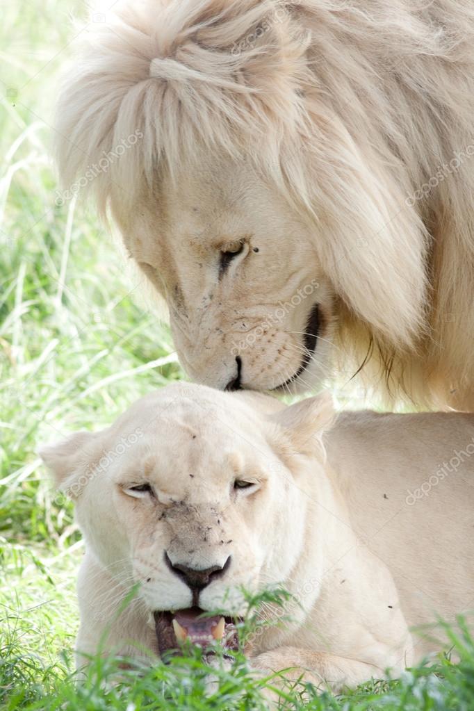 White lions mating — Stock Photo © pasopvirpot #34253239