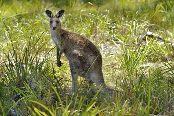 Kangourou images libres de droit, photos de Kangourou | Depositphotos