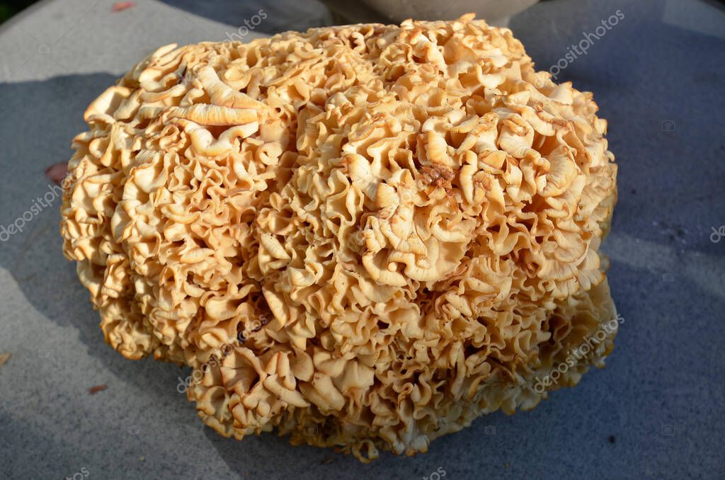 Austria, hongo coliflor aka Sparassis es un excelente hongo comestible ...