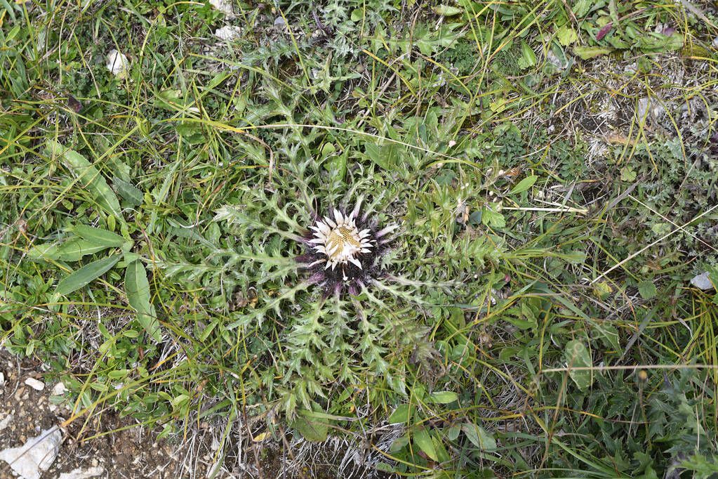 Austria, el cardo de plata es comestible y también se utiliza en la ...