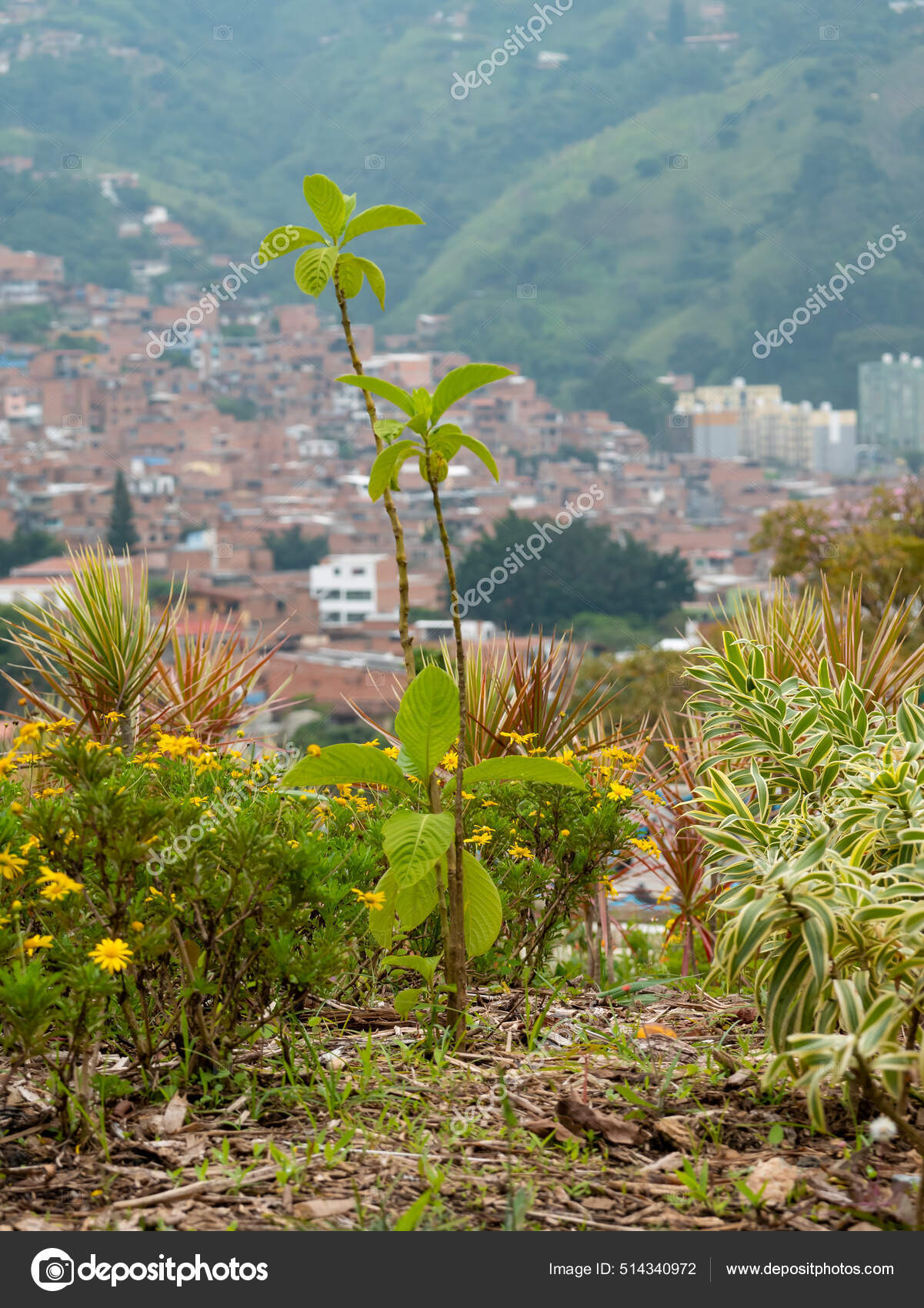 Soursop Also Called Graviola Guyabano Guanabana Garden Background ...