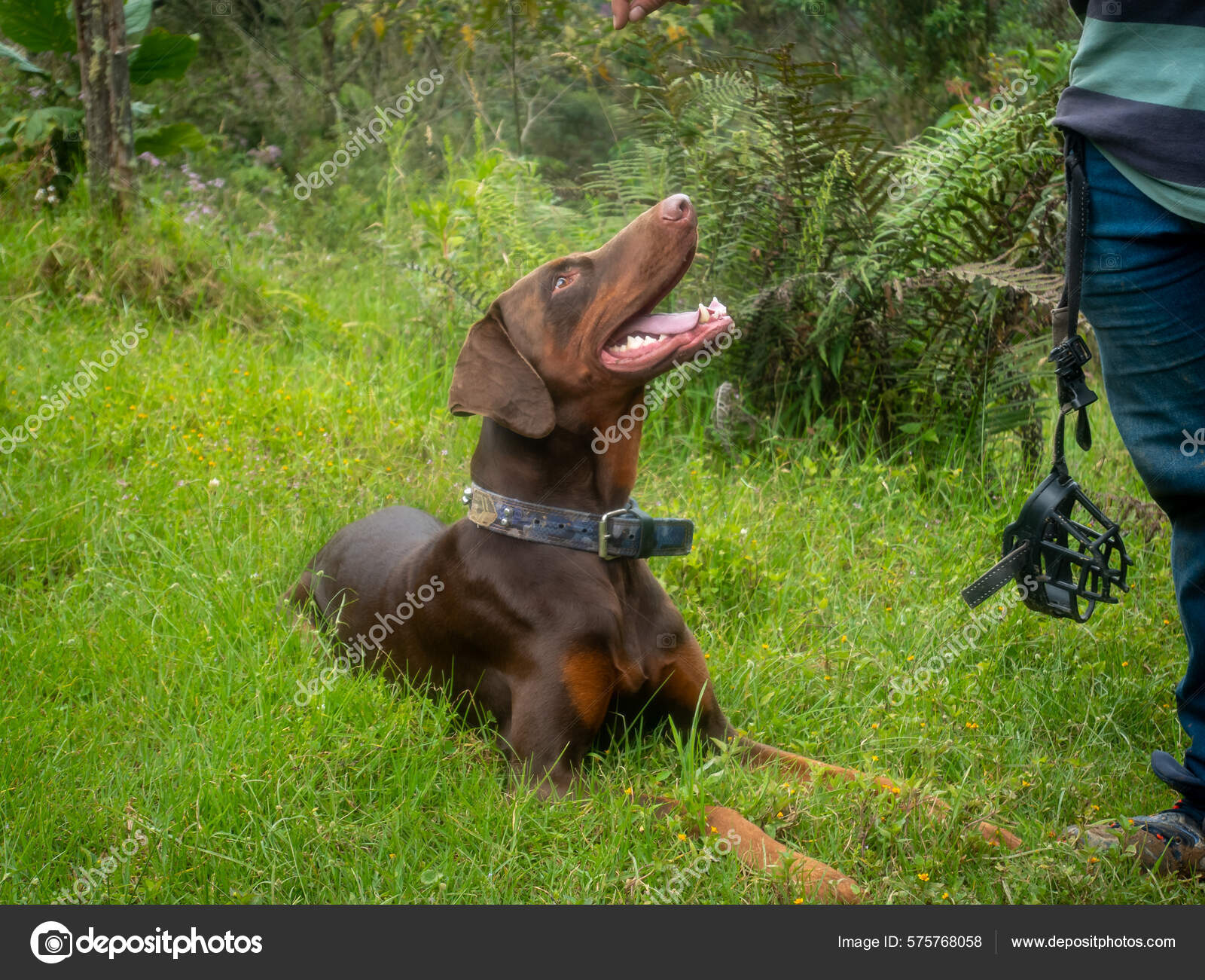 Cachorro Doberman Orejas Sin Cortar