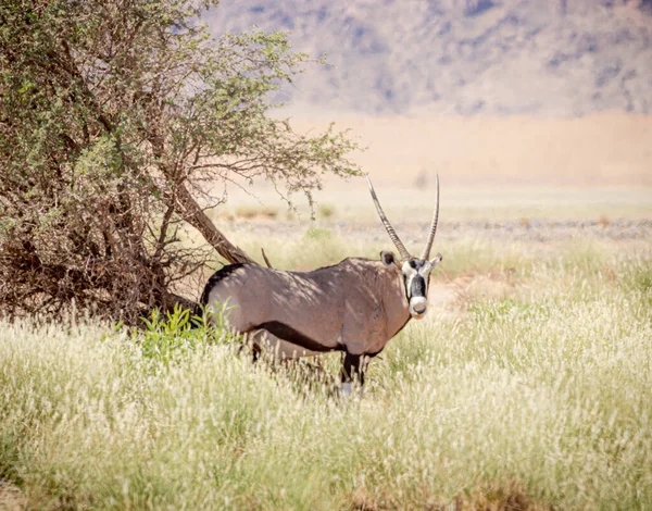 Oryx leucoryx Stock Photos, Royalty Free Oryx leucoryx Images ...