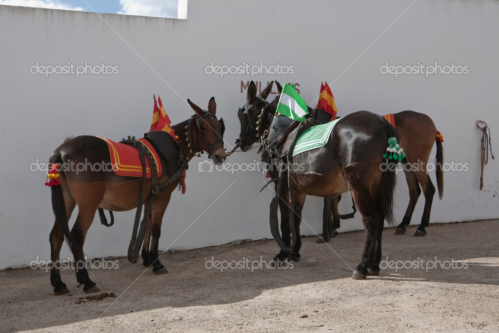 Arrastrando mulas en el patio de caballos de la plaza de toros de ...