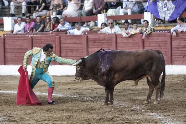 Spainish bullfighter David Valiente placing his sword on the head of ...