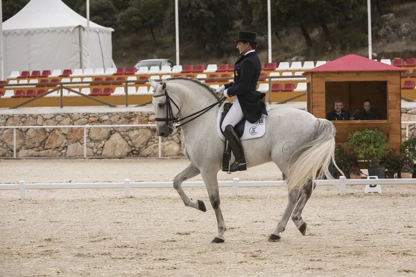 Spanish purebred horse competing in dressage competition classic ...